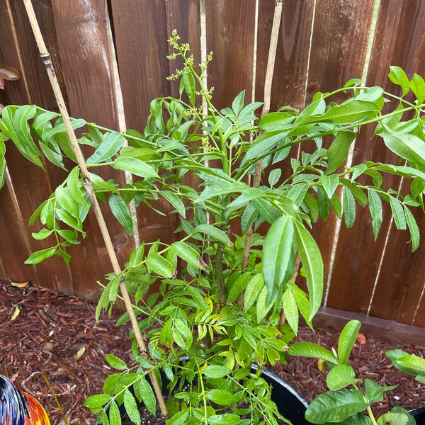 June Plum Dwarf, Ambarella Fruits, Jewel Plums in 10" Pot, Kedondong ...