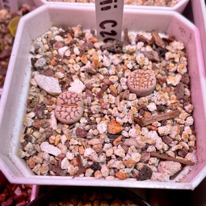 Plant one Lithops Schwantesii PVB8347 - Etsy