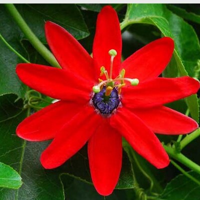 Tree Mallow Malva Assurgentiflora Island Mallow Mission Mallow 20 Seeds ...