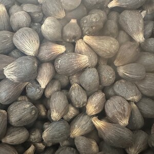 21 Ikines 4 Eyes Ifa African Palm Nuts - Etsy