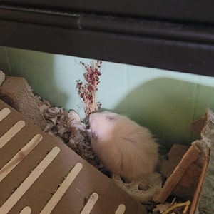 Organic Autumn Hamster/rodent Flower Foraging Mix - Etsy