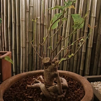 Diamond Oren Bougainvillea Plant - Etsy