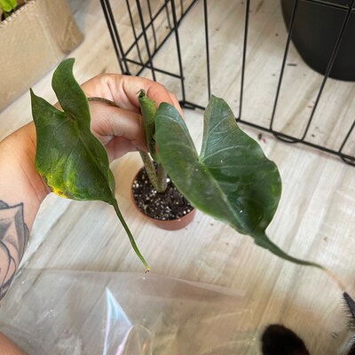 Oncostele Wildcat 'bobcat' Oncidium Type Orchid Plant - Etsy