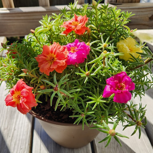 Moss Rose Plants, Mixed Color Sundial Portulaca , Tequila - Etsy