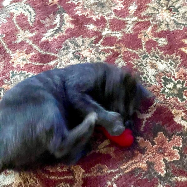 Wool Mouse Cat Toy Choose Your Color - Etsy