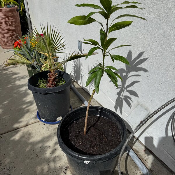 Giant Grafted Rapoza Mango Live Fruit Tree (3-4ft) (MANGIFERA Indica ...