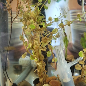 BUY2GET1FREE Java Moss, Bogor Moss Aquarium Plant Easy Aquarium Plant ...