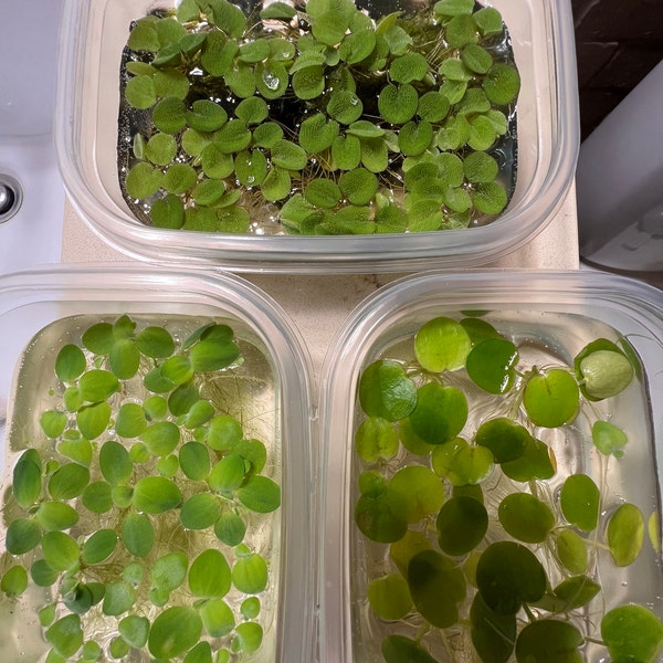 Floating Plant Package #1, Frogbit + Dwarf Water Lettuce + Water ...