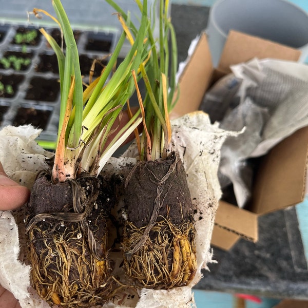 2 Red Hot Poker Live Perennial. Stunning Colors. Attracts Butterflies ...
