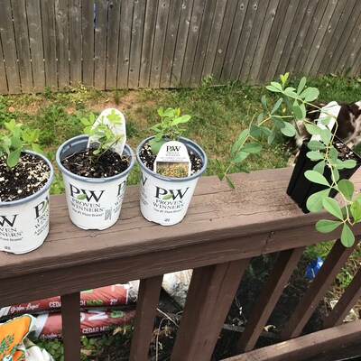 Buddleia Violet Cascade butterfly Bush 3 Well Rooted - Etsy