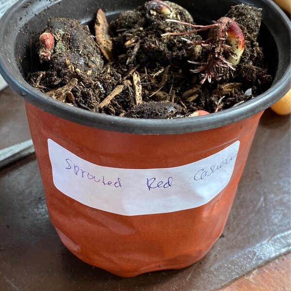 10 Red Sword Bean Seeds for Growing - Etsy