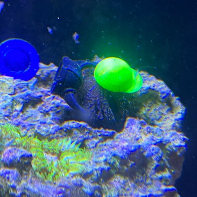 3 Tier Honeycomb Frag Rack System for 20g Long Aquarium Free Standing ...