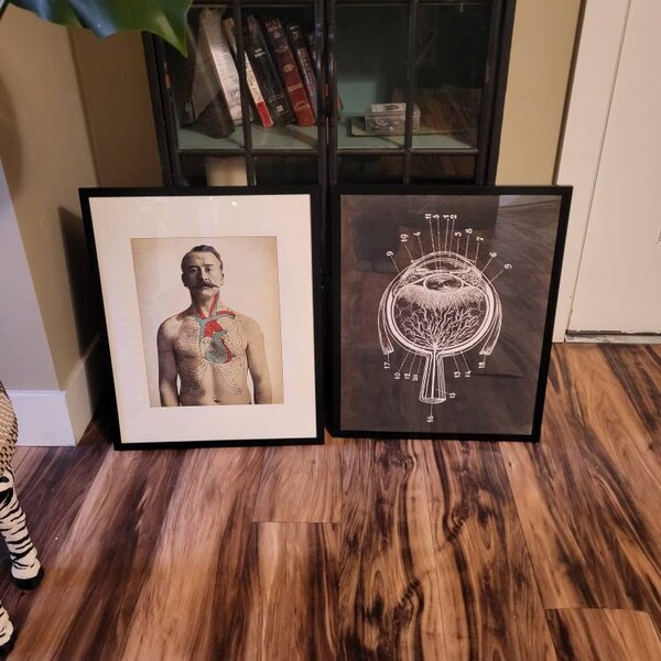 Eye Anatomy Poster, Eyeball Chart, Scientific Illustration, Anatomical ...