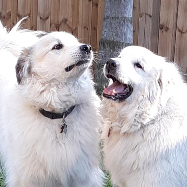 Happy Birthday Great Pyrenees Greeting Card, Sarcastic Dog Card for Him ...
