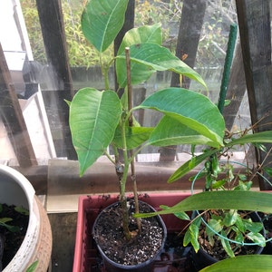 White Champaca Live Plant 1 to 2 Feet Ship in 6 Pot - Etsy