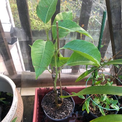 White Champaca Live Plant 1 to 2 Feet Ship in 6 Pot - Etsy