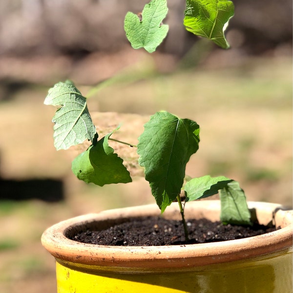 Fignomenal Fig Tree - Dwarf Fig Tree - Ficus Carica Live Tree Plant ...