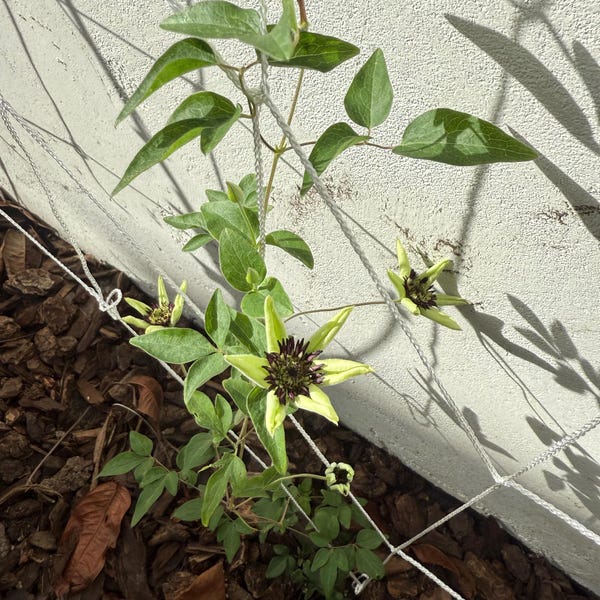Rare Clematis【enku｜円空】 -12P Liveplant| Popular Japanese Clematis| 圓空 ...