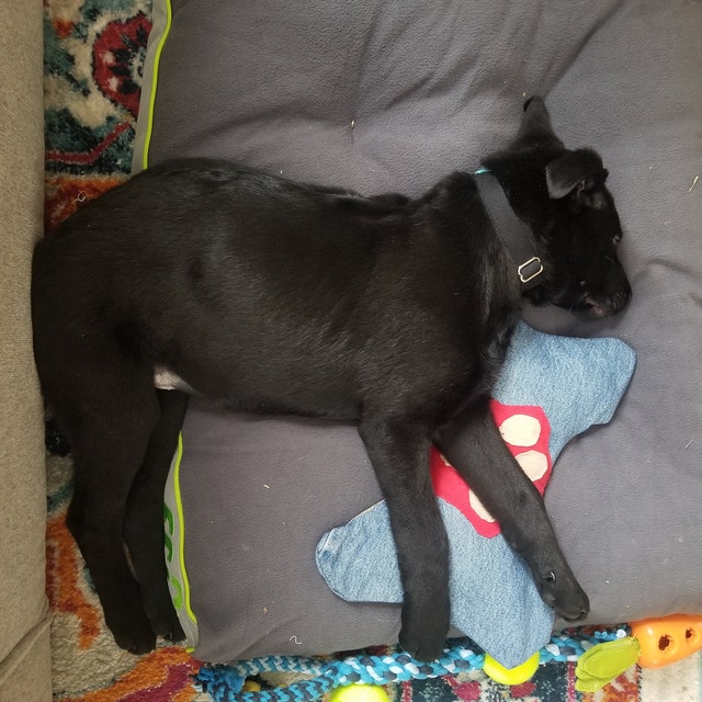 Handmade toys for pets using recycled by PuppyPalsPetToys on Etsy