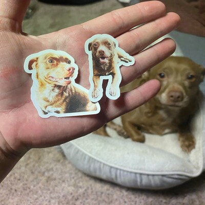 Monarch Butterfly Mini Pack, Vinyl Matte - Etsy