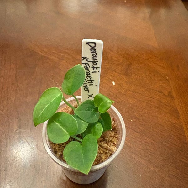 Hoya Lacunosa Silver Mint Coin Lightly Rooted Actively Growing Silver ...
