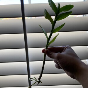 Ultra Rare Vibrant Elizabeth Thornton With Yellow Center | Etsy