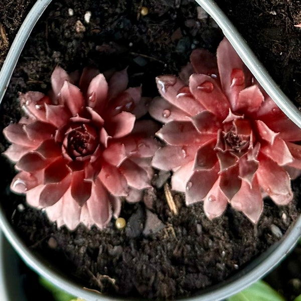 Royal Ruby Hen and Chicks - Sempervivum - Etsy