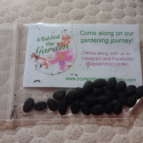 Galia Melon Seed/30 Galia Melon Seeds/heirloom Melon Seed/heirloom Seed ...