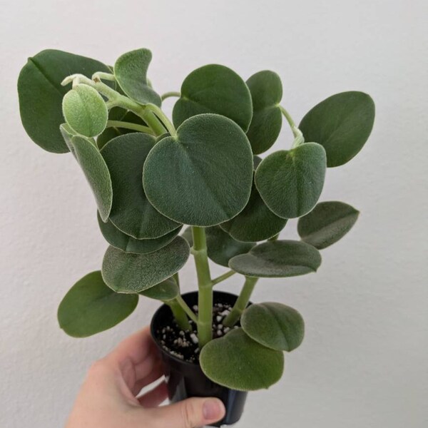 Peperomia Incana ~ Felted Pepperface ~ 3" Pot ~ Grower's Choice - Etsy