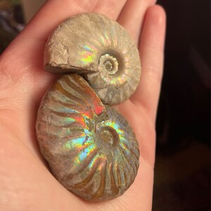 Opalized Ammonite / Fire Ammonite / Ammonite Specimen / Polished ...
