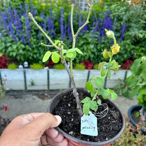 Rare New Rose. Red Juicy Terrazza. 红果汁flower Machine. Continue Blooming ...