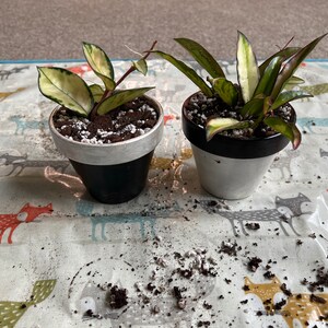 Bel Patta / Bael Patra / Bilva Bel Leaf Aegle Marmelos Plants - Etsy UK