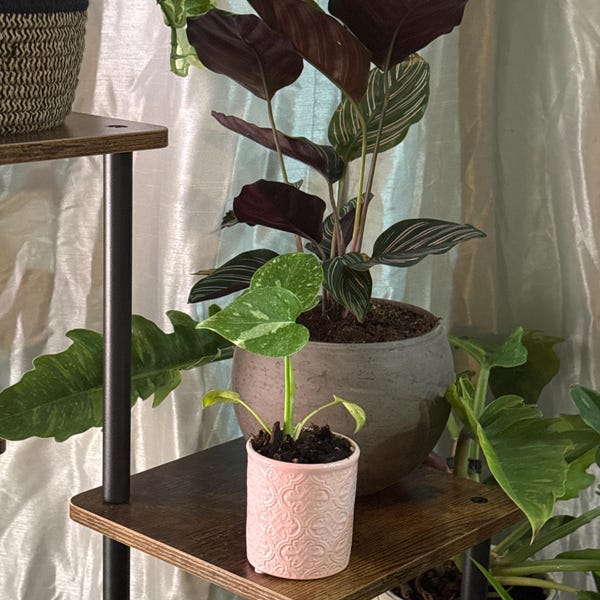 Philodendron Birkin Galaxy Starter Plant ALL STARTER PLANTS Require You ...