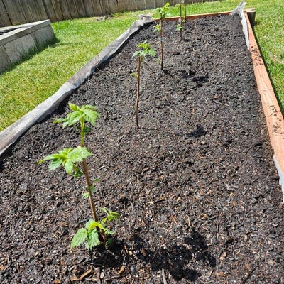 5 Heritage Everbearing Red Raspberry Plants 5 Large 1 Year Old Bare ...