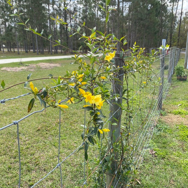 Specimen Carolina Jasmine Live Plant - 12" Runners With Spring Buds - 4 ...