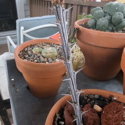 Neoraimondia Herzogianai baseball Bat Cactus 3.5 Inch Pot - Etsy