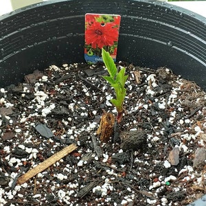 Sam Hopkins Dahlia Tuber - Etsy