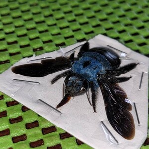 Blue Carpenter Bee(xylocopa Caerulea) Unframed Real Specimen ...