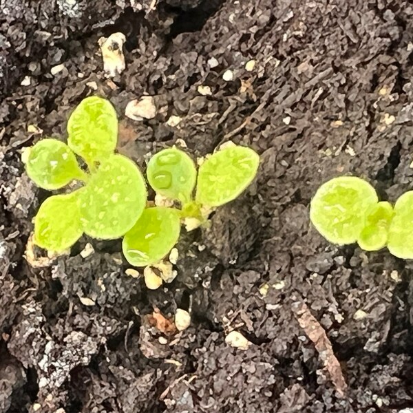 PERENNIAL | Hollyhock CHATER'S Double Triumph Mix | 20 Seeds | Althea ...