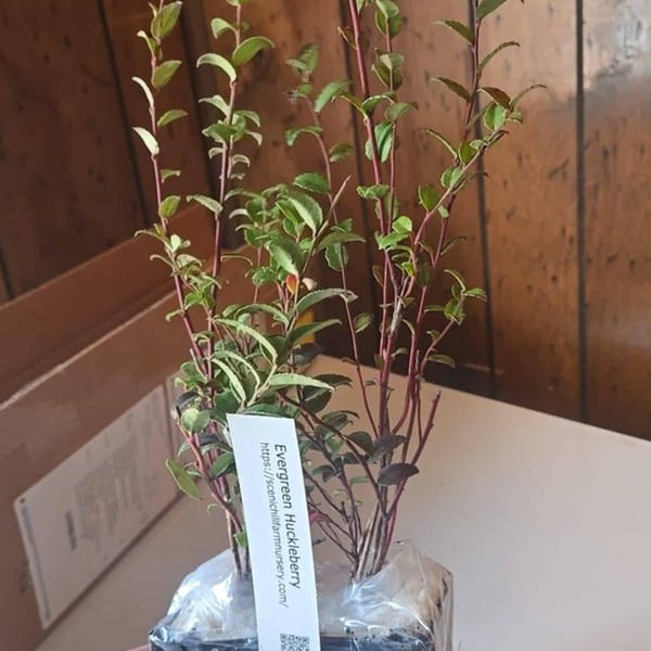 Cascade Harvest Red Raspberry- Very Large Firm Berries, Very Good ...