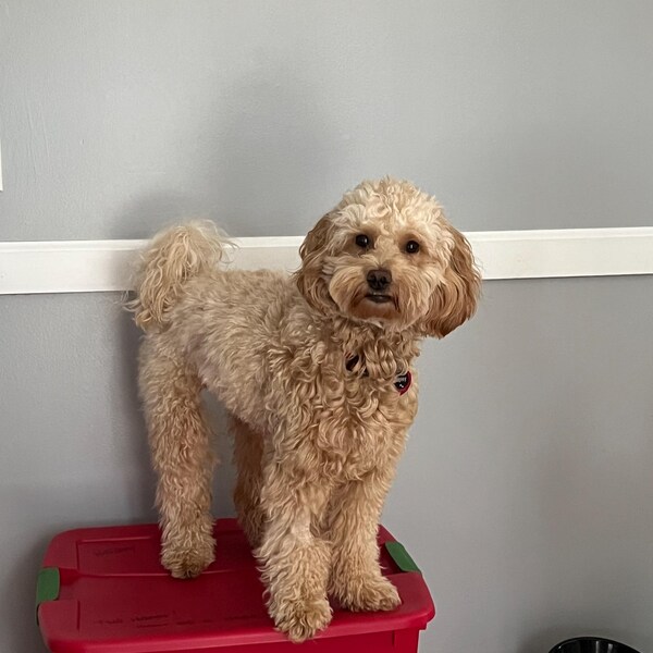 Thank You Cards, Boxing Themed Cards, Boxing Thank You Cards, Boxing ...