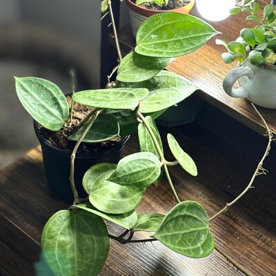 4 Spider Man Monstera Amydrium Medium Silver - Etsy