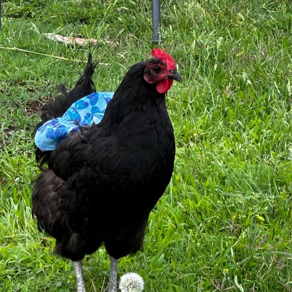 Chicken Diapers/ Hen Diapers/ Birds Diapers/rooster Diaper - Etsy