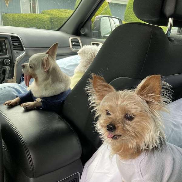 French Beret Hat, Hat for Dog, Dog Hat, Dog Beret, Dog Costume, Pet ...