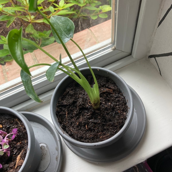 Alocasia “tiny Dancer” Starter Plant (ALL STARTER PLANTS Require You to ...