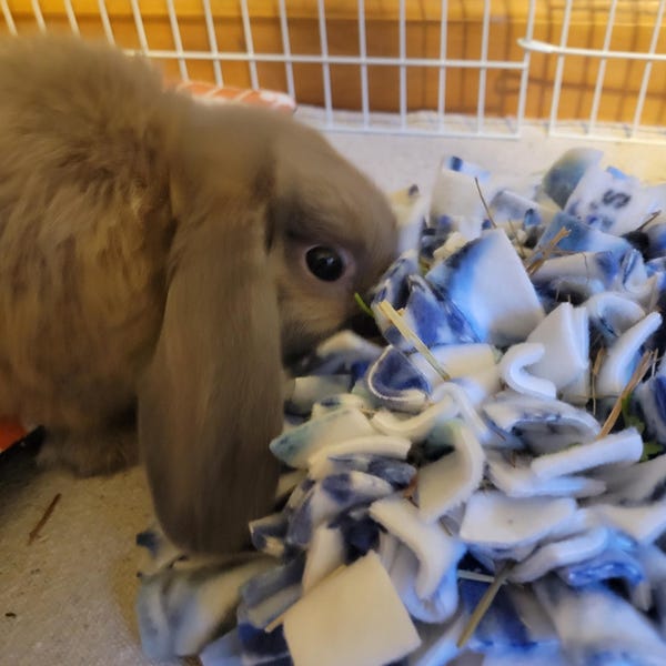 Seagrass Enrichmat™ | Snuffle Mat | Foraging & Enrichment Mat | Well ...