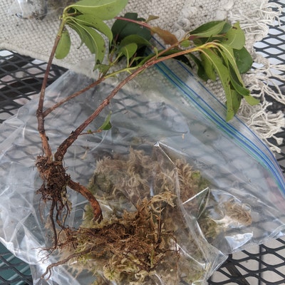 Princess Pine Tree Clubmoss Plants for Fairy Garden, Terrarium, Garden ...