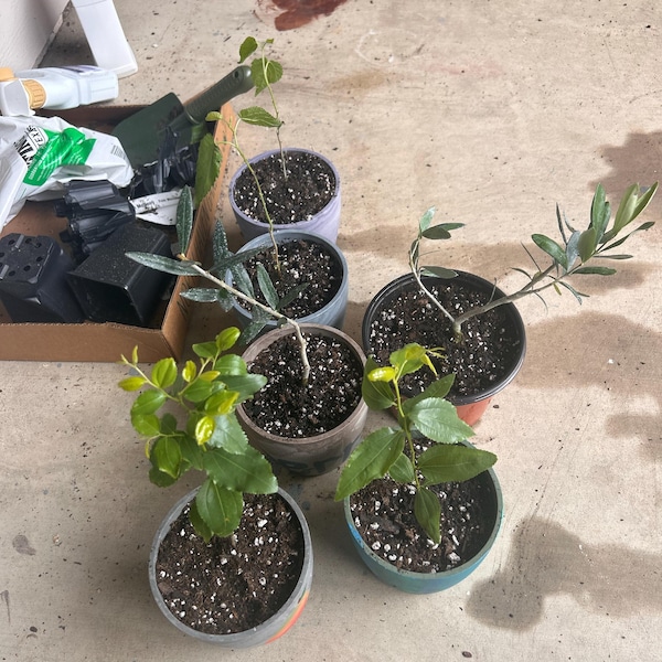 4 Pack: Kangaroo Paw A.K.A. Anigozanthos 'bush Ranger' | Drought ...