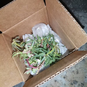 Coraline Custom Cell Phone Case Face Decor & Charm - Etsy