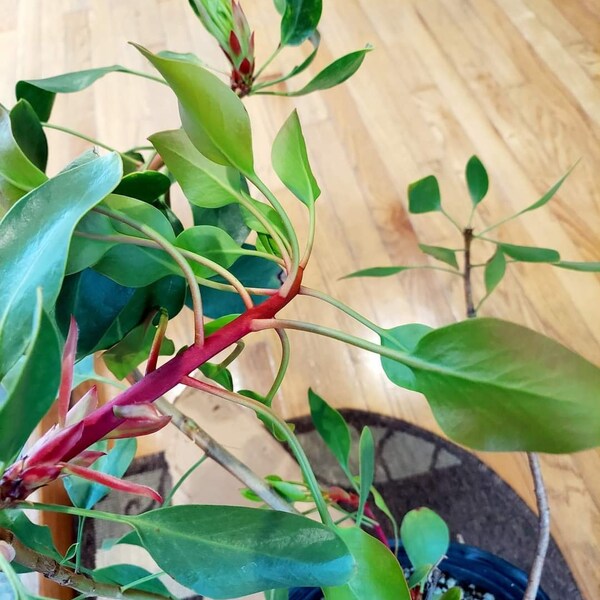 ONE Leucospermum Tango Pincushion 5gal Potted Plant Protea South Africa ...